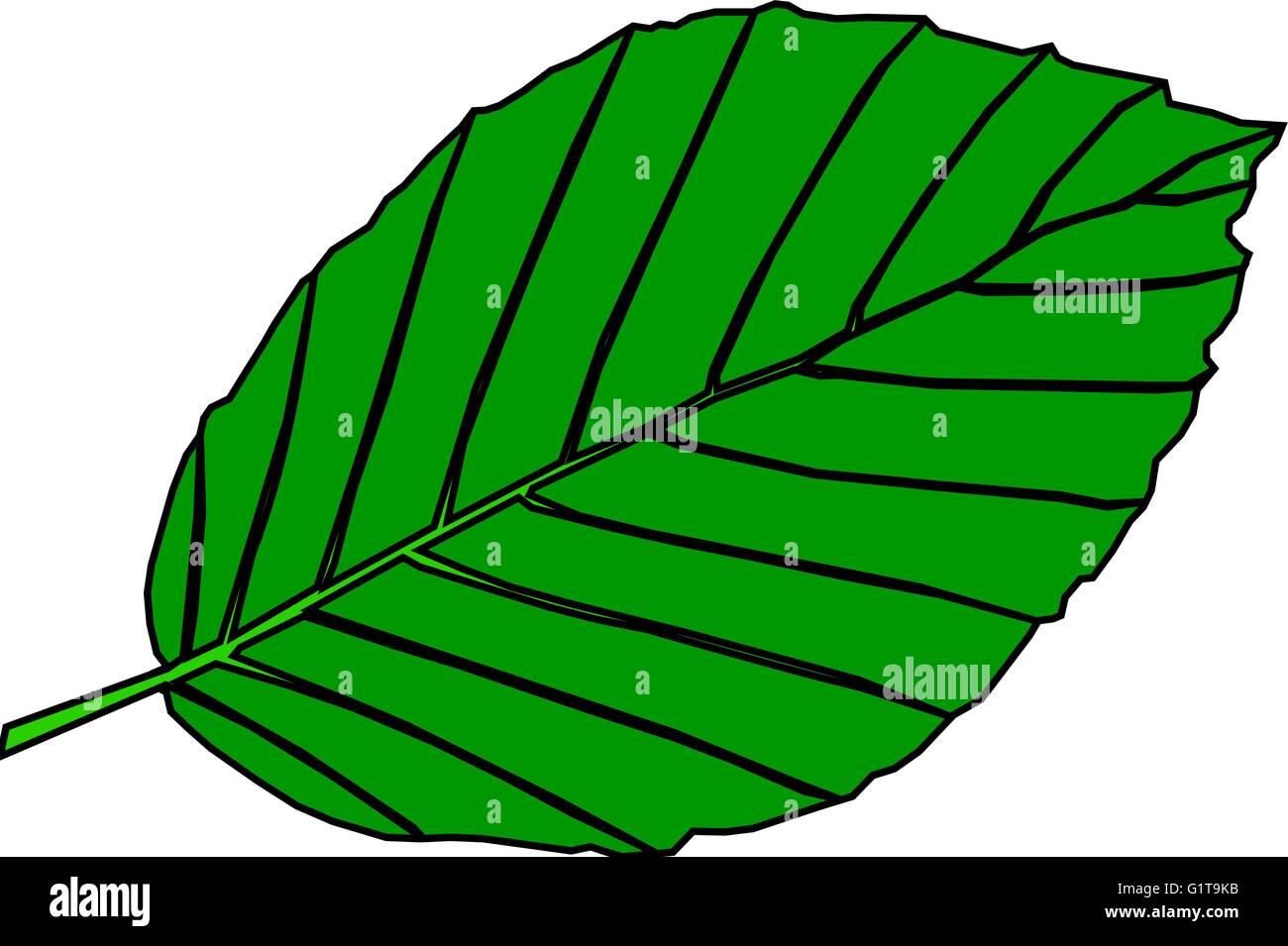 beech,Fagus sylvatica, vector, isolated beech leaf Stock Vector Image ...