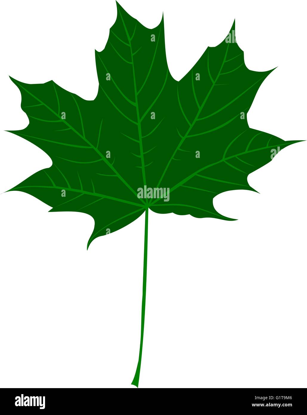 maple, Acer , vector, isolated maple leaf Stock Vector Image & Art - Alamy