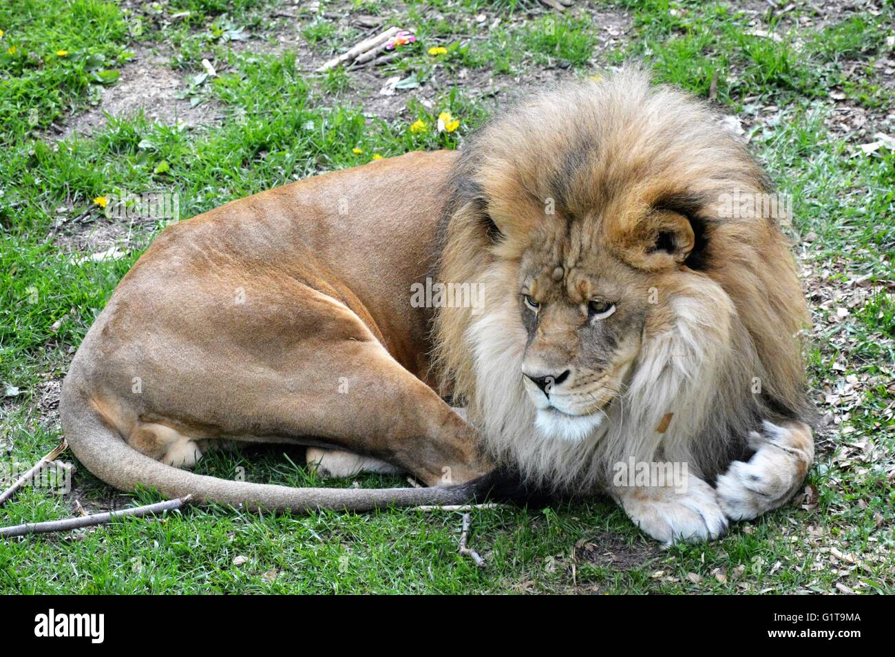Adult male lion sitting hi-res stock photography and images - Alamy