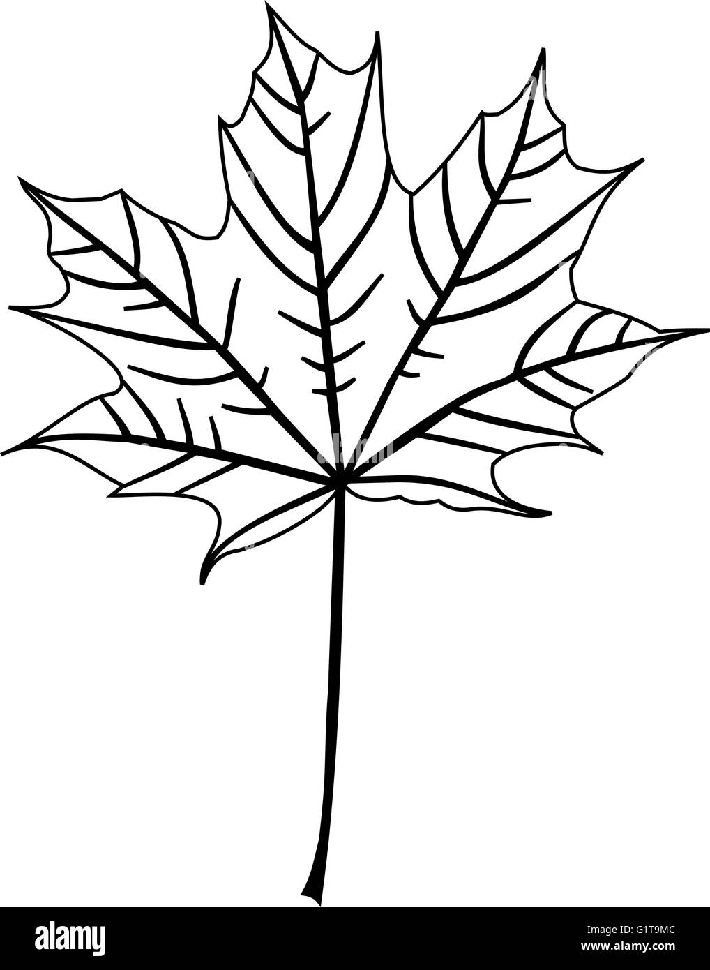 maple, Acer , vector, isolated maple leaf Stock Vector Image & Art - Alamy