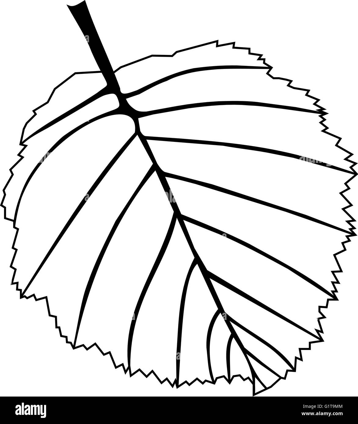 Leaves of alder tree Black and White Stock Photos & Images - Alamy