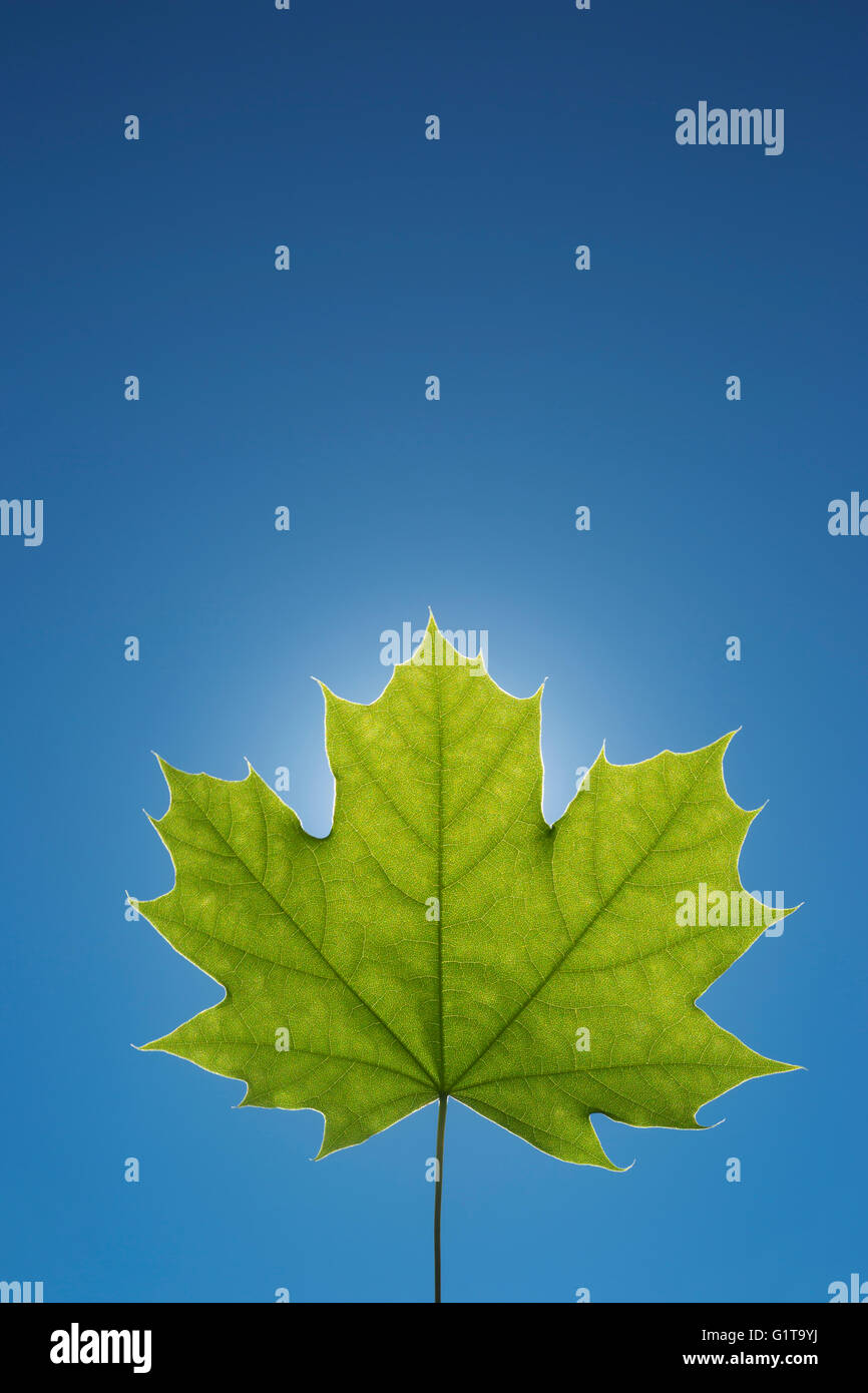 ONE SINGLE GREEN SPRINGTIME MAPLE LEAF BACKLIT ON CLEAR BLUE SKY Stock ...
