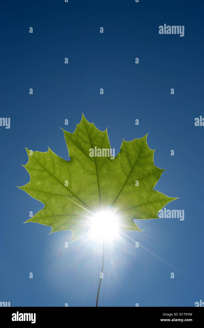ONE SINGLE GREEN SPRINGTIME MAPLE LEAF BACKLIT ON CLEAR BLUE SKY Stock ...