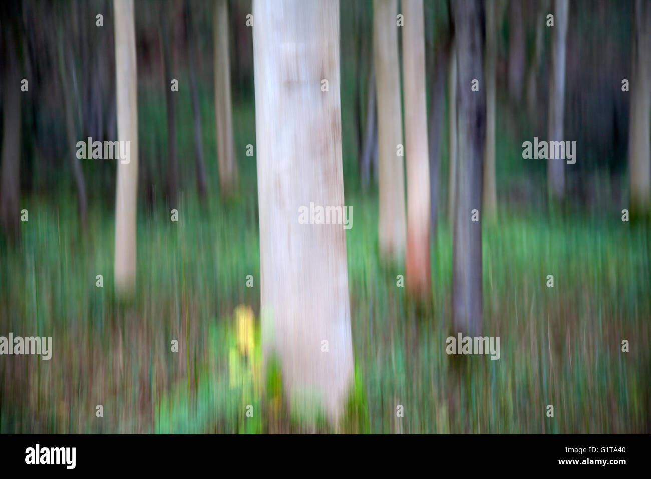 Intentional Camera Movement ICM of tree tunks in Strid Wood, Bolton ...
