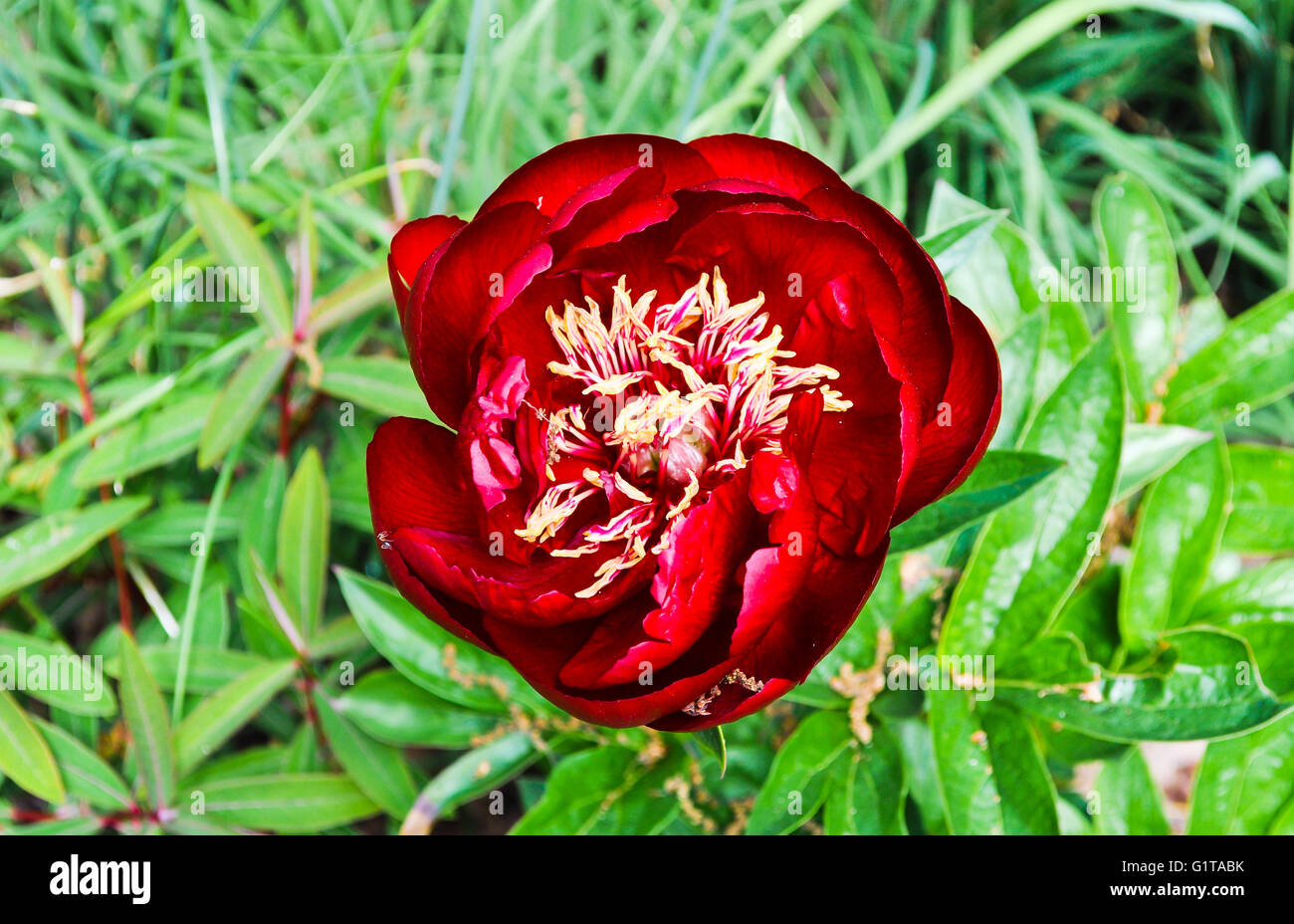 Single Peony caught in the sun of a north London garden, UK Stock Photo ...