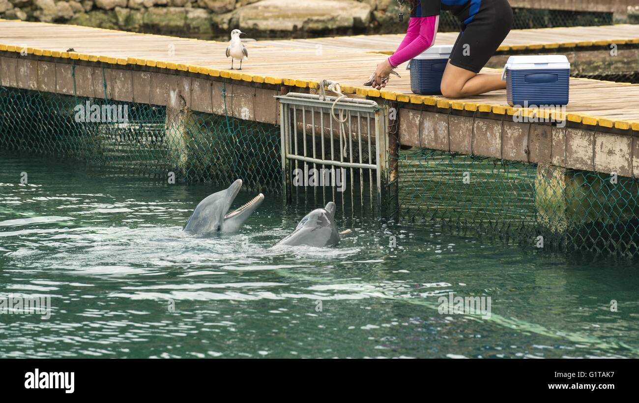 Dolphin teeth fish hi-res stock photography and images - Alamy