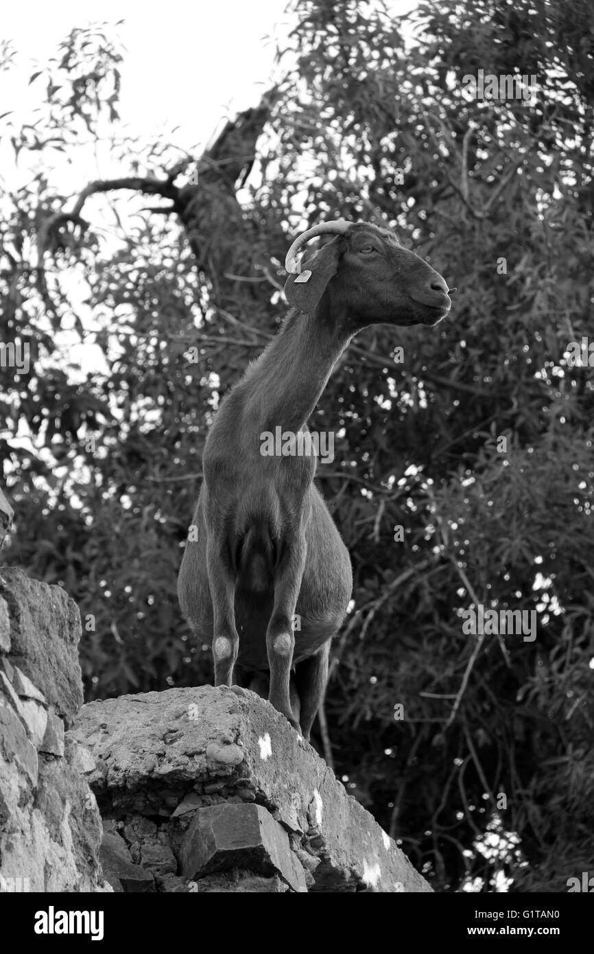 Boss showing Black and White Stock Photos & Images - Alamy