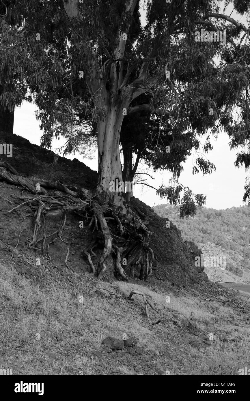 Sprouted tree roots Black and White Stock Photos & Images - Alamy