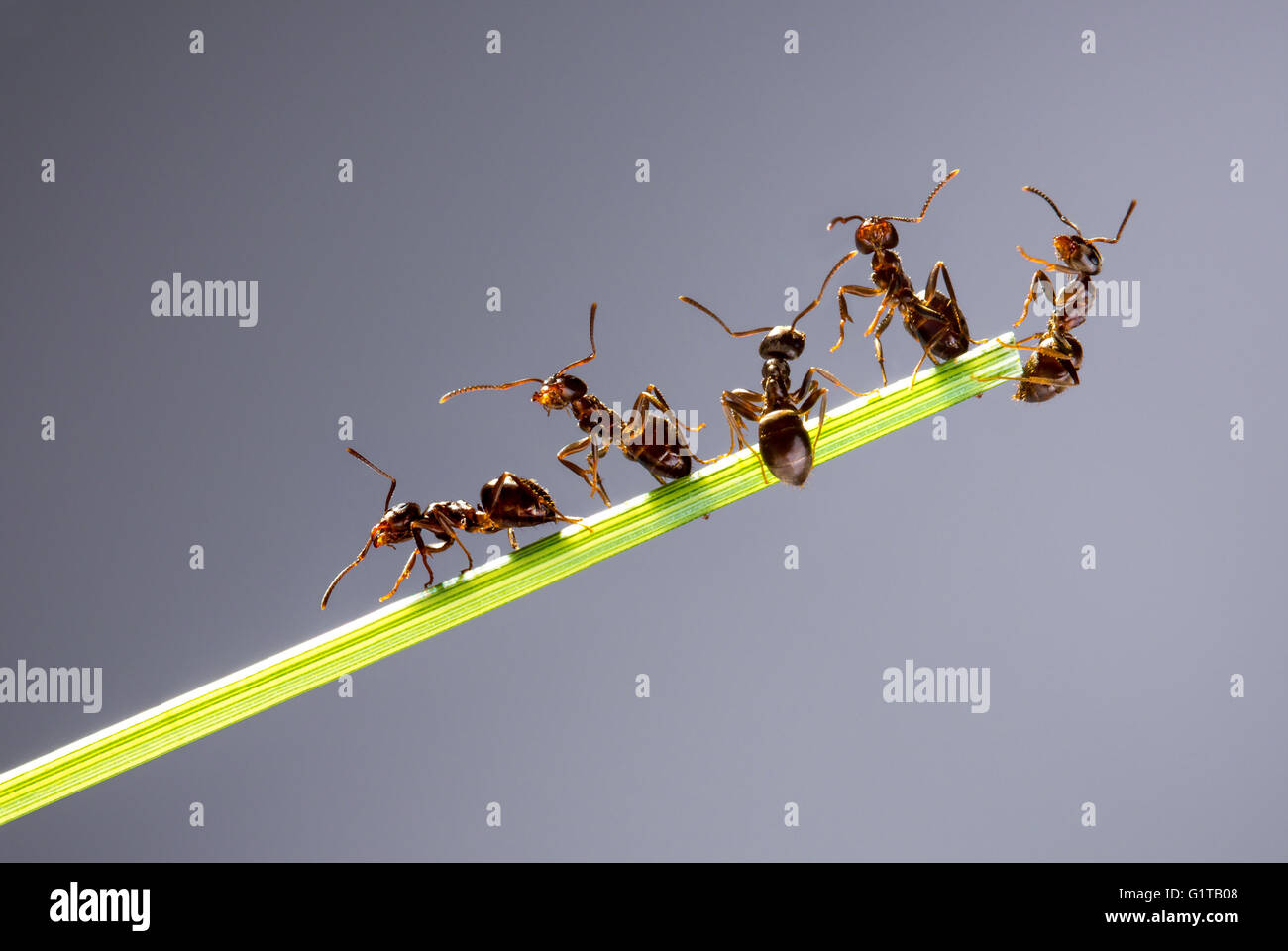Team of ants running around the curved green blade of grass on a gray ...