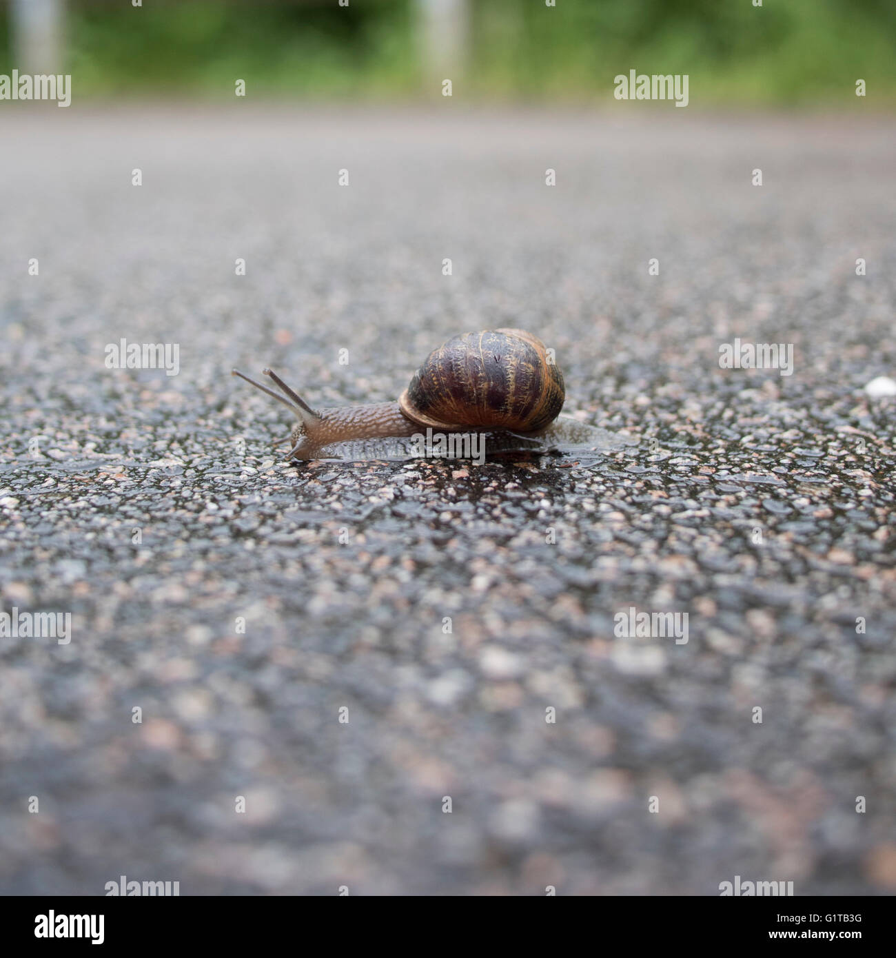 A snail sliding across a wet tarmac path Stock Photo - Alamy