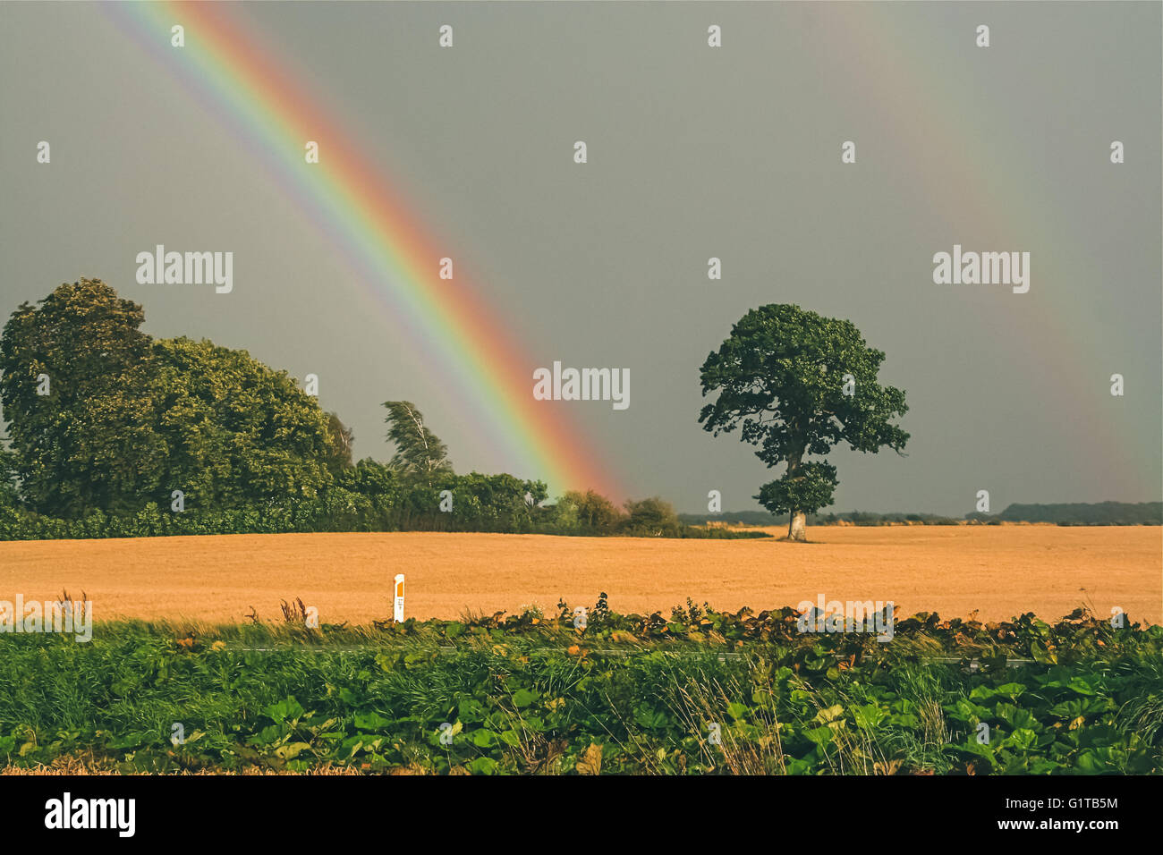 Rainbow in a field and trees Stock Photo - Alamy