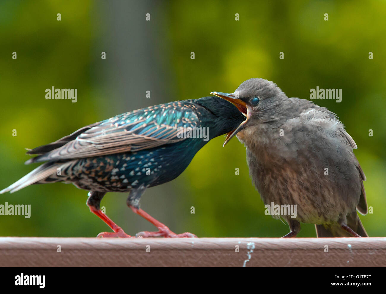 Tickler hi-res stock photography and images - Alamy