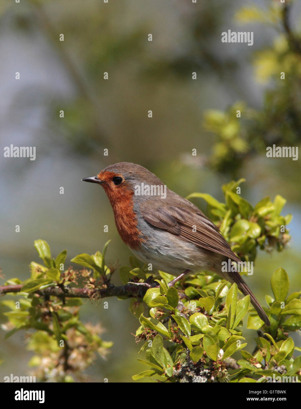 Robin in Spring Stock Photo - Alamy