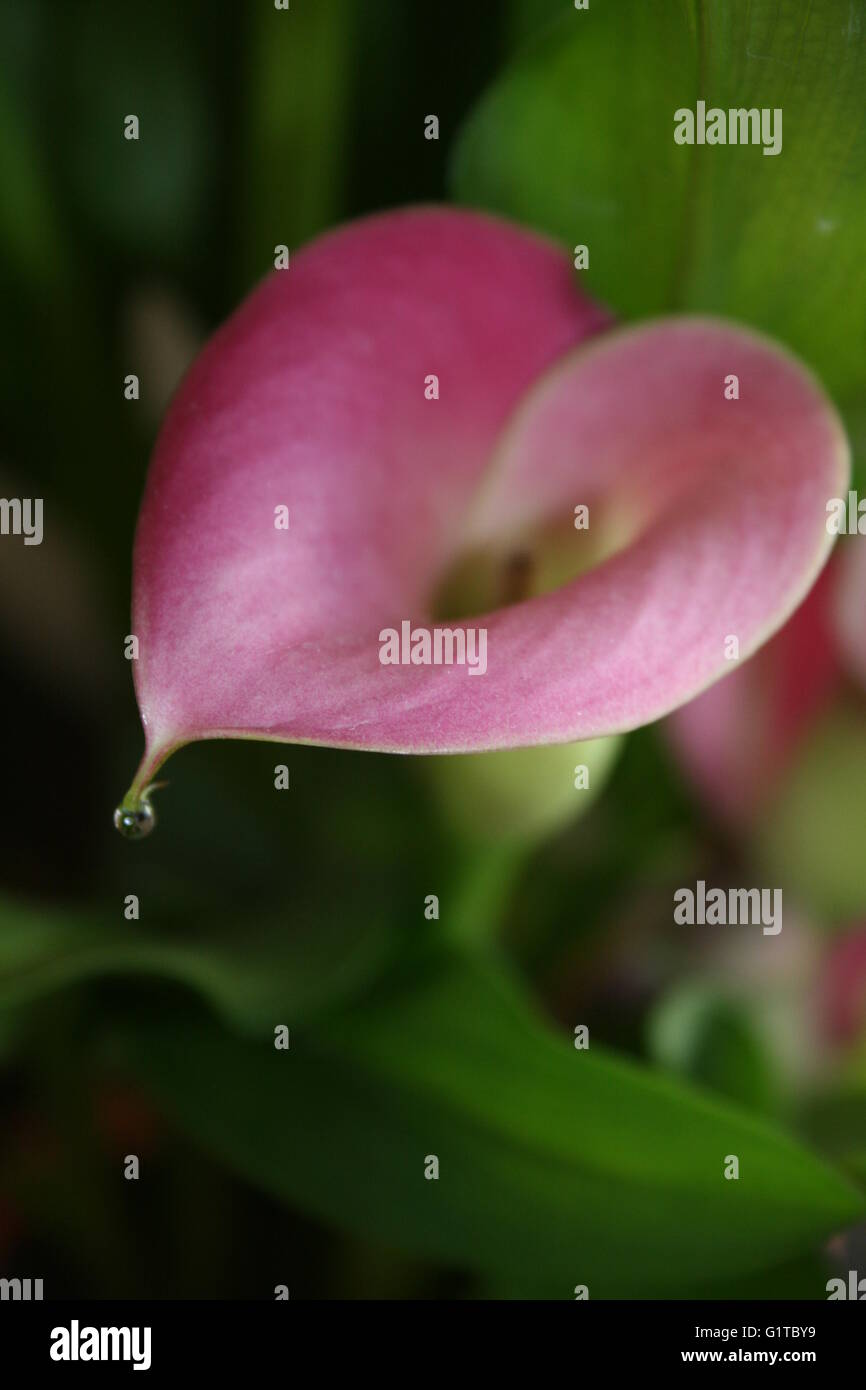Arum lily lilies hi-res stock photography and images - Alamy