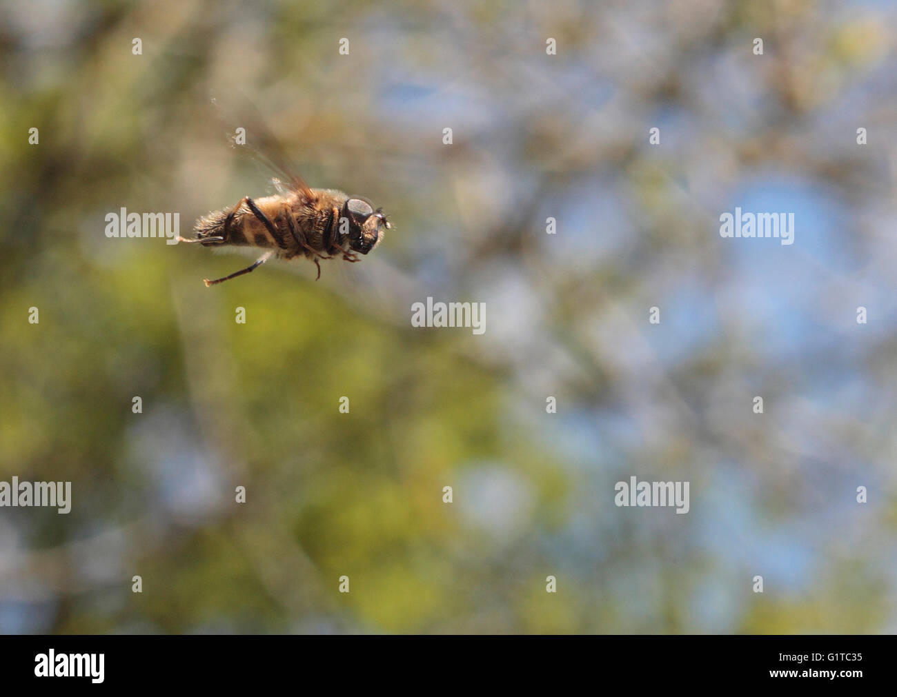 Irish honey bee hi-res stock photography and images - Alamy