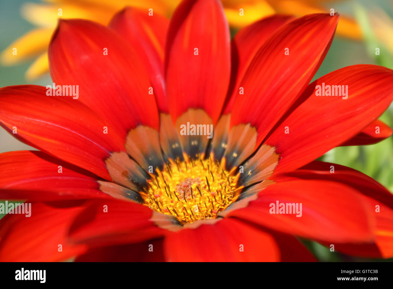 Gazania macro hi-res stock photography and images - Alamy
