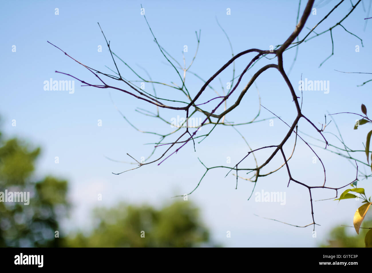 Leafless tree branch against the sky Stock Photo - Alamy