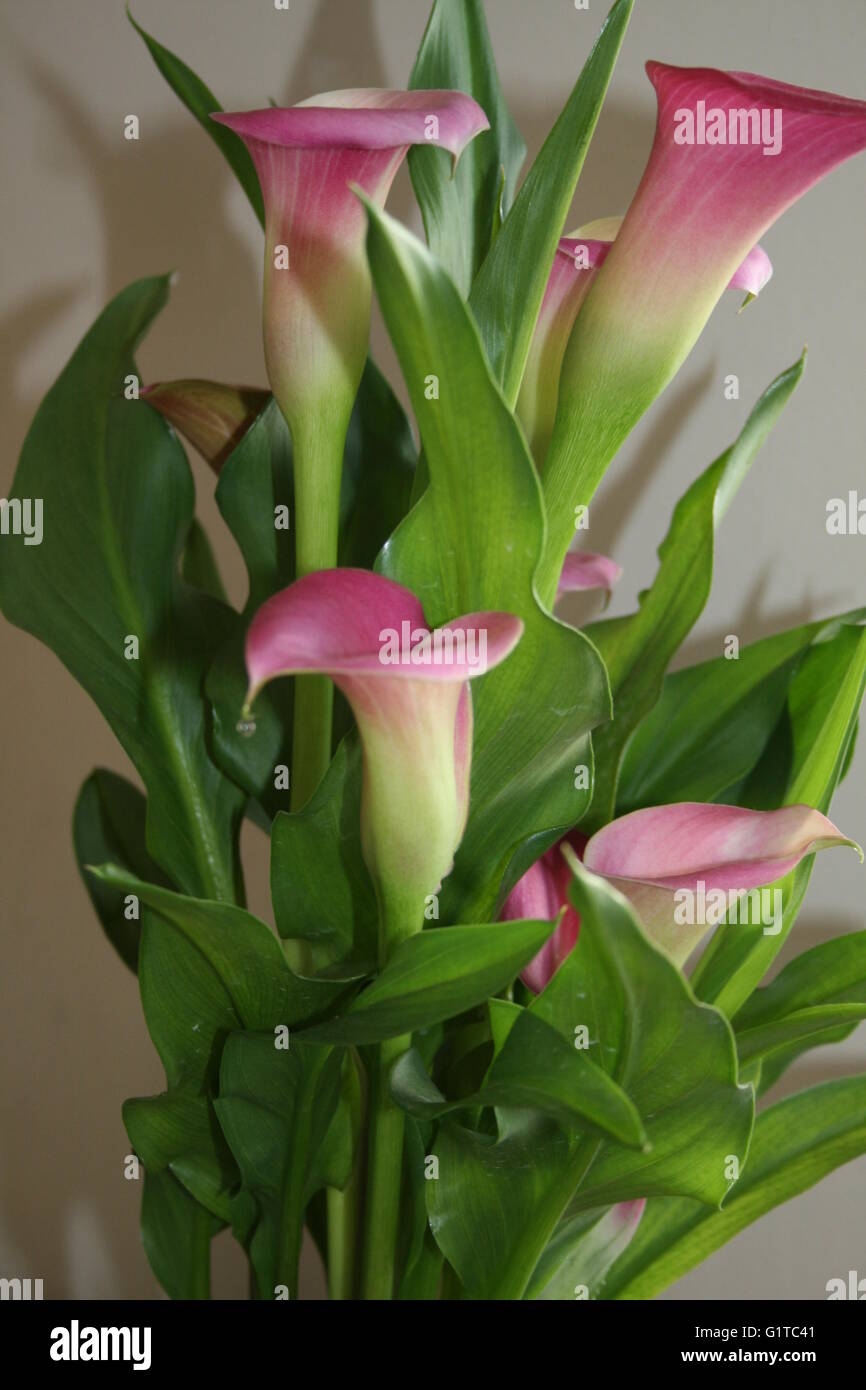 Caring for arum lilies hi-res stock photography and images - Alamy