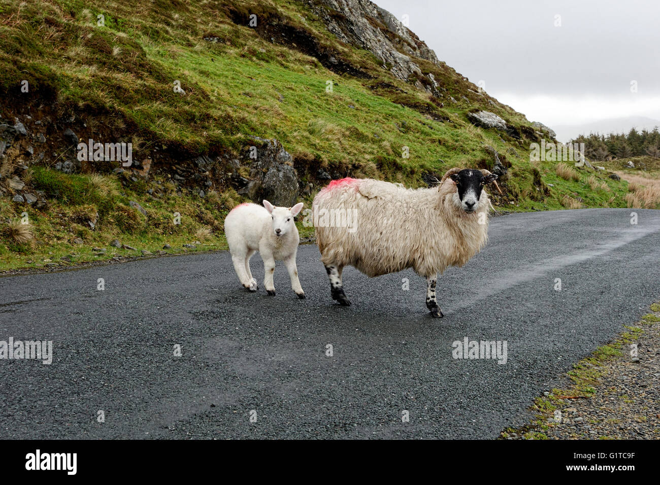 Happy Sheep Road