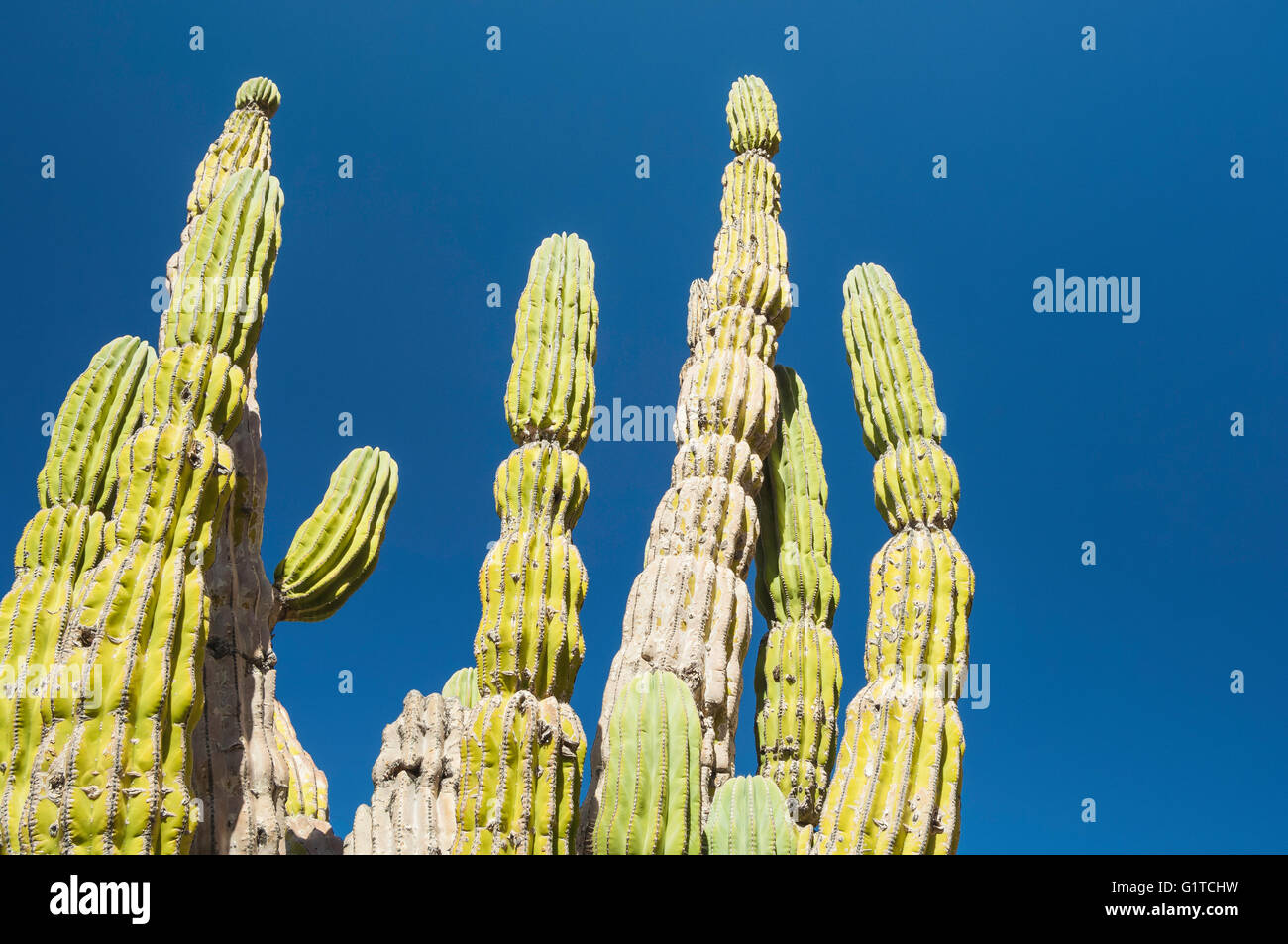 Mexican giant cardon cactus hi-res stock photography and images - Alamy