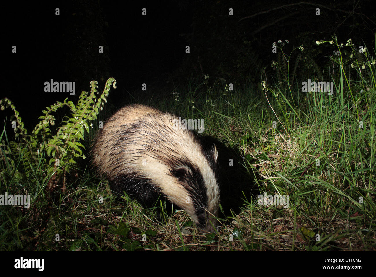 Badger photographs hi-res stock photography and images - Alamy