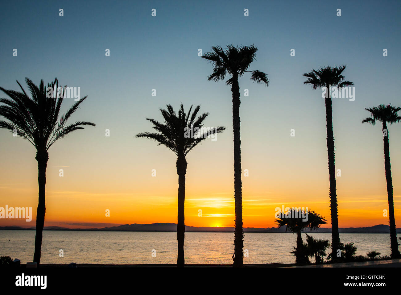 Palms silhouette on sea sunset background Stock Photo - Alamy