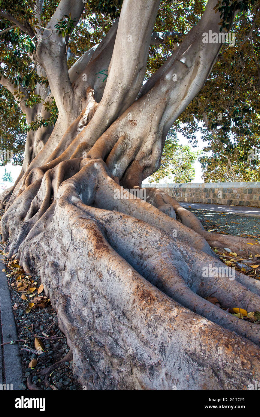 Big tree roots hi-res stock photography and images - Alamy