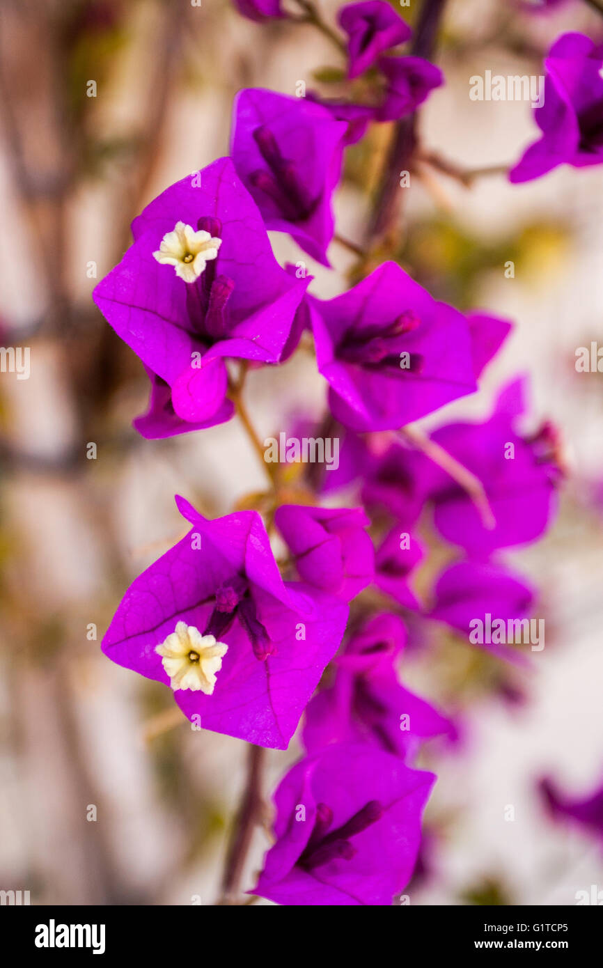 Buganvilla Bougainvillea Flower Flowers High Resolution Stock ...