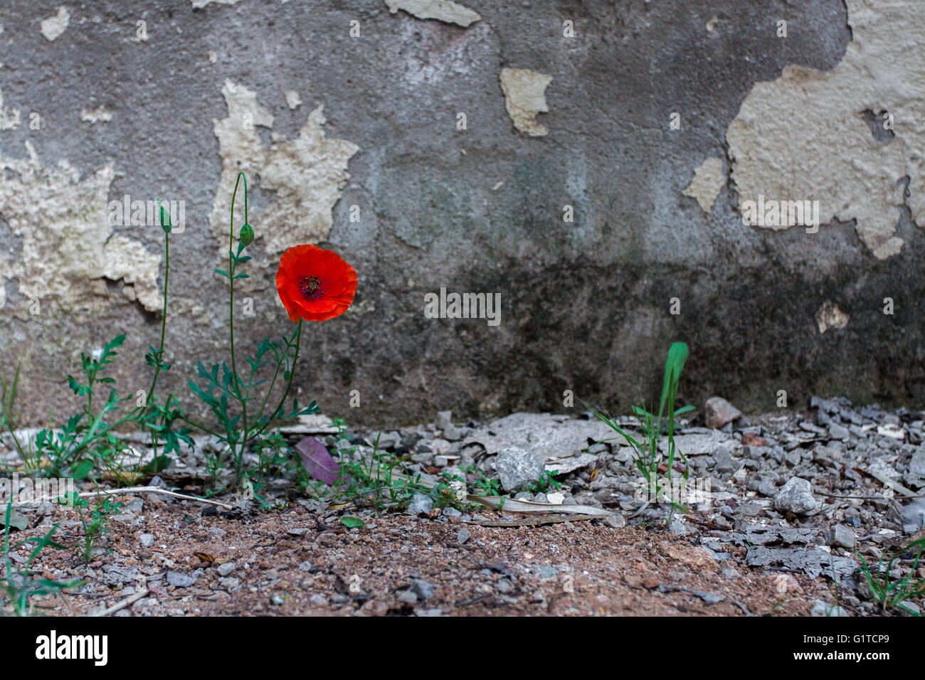 Poppy flower on old wall background Stock Photo - Alamy