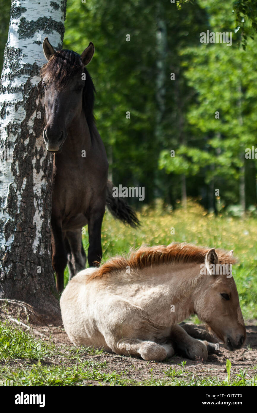 Horse with stallion in the green nature Stock Photo - Alamy