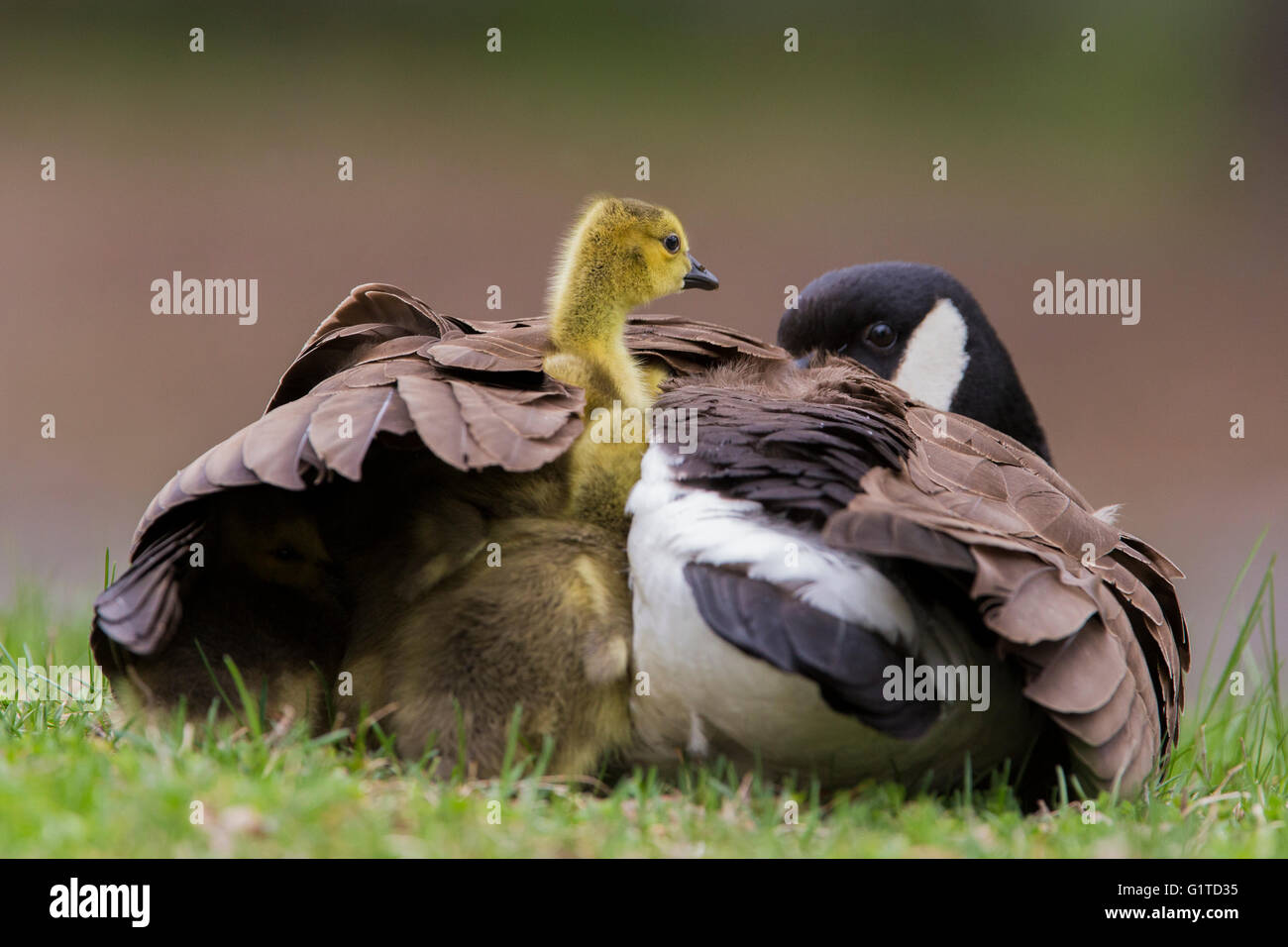 Cute Canada Goose gosling's in spring Stock Photo - Alamy