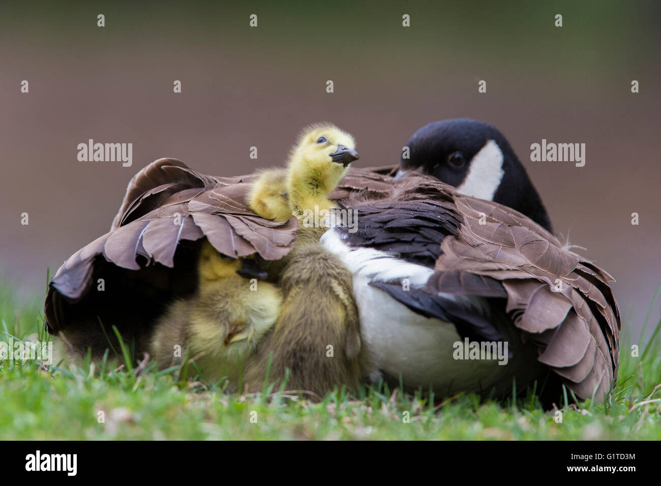Canada goose and goslings hi-res stock photography and images - Alamy
