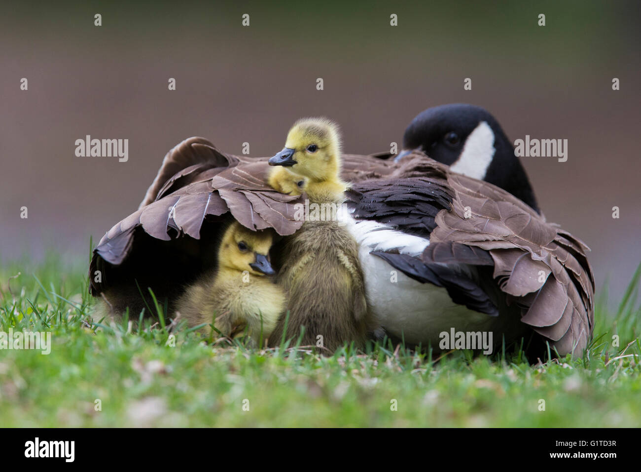 Canada goose and goslings hi-res stock photography and images - Alamy