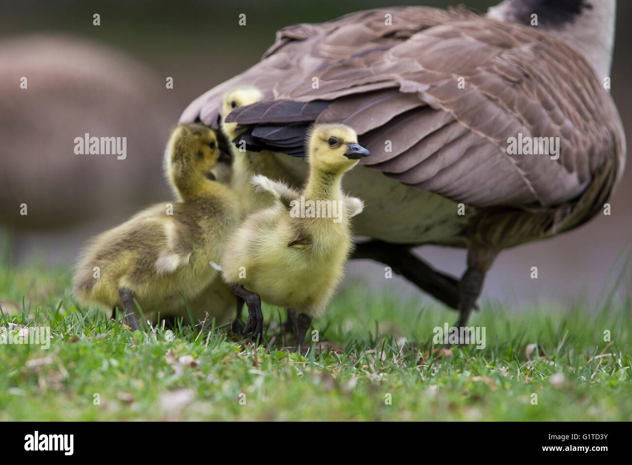 Cute Canada Goose gosling's in spring Stock Photo - Alamy