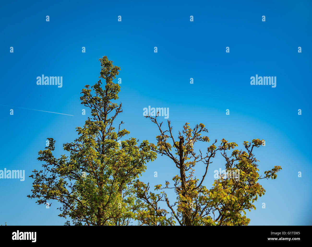 Big tree with fresh green leaves hi-res stock photography and images ...