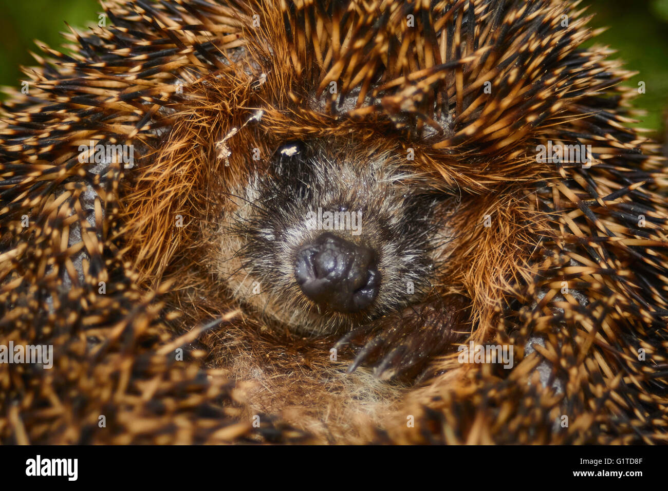 portrait of a hedgehog Stock Photo - Alamy