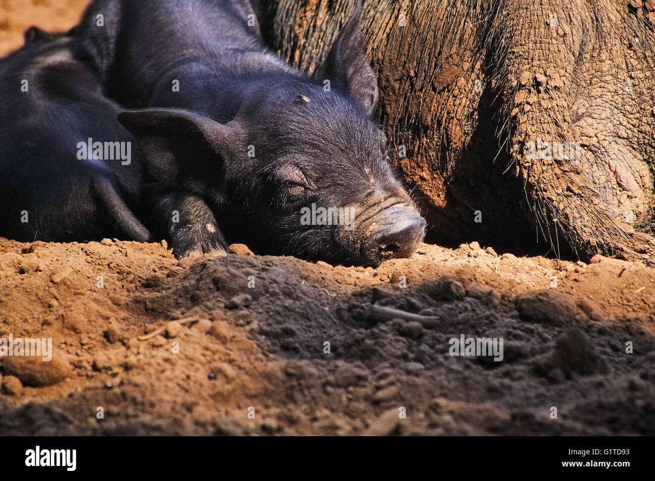Ferkel hi-res stock photography and images - Alamy