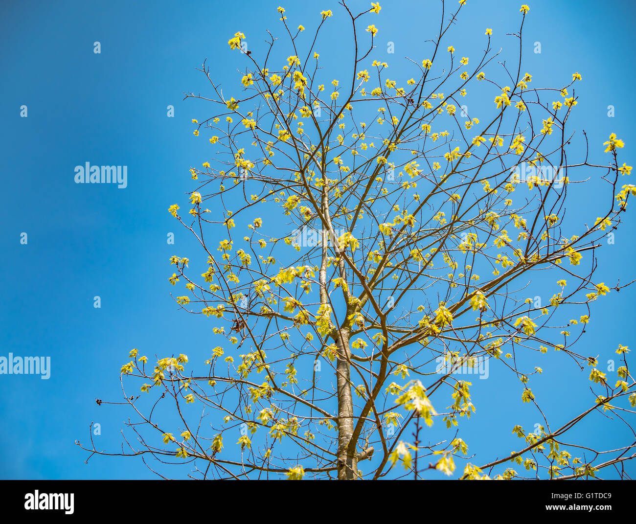 Big green sunny tree hi-res stock photography and images - Alamy
