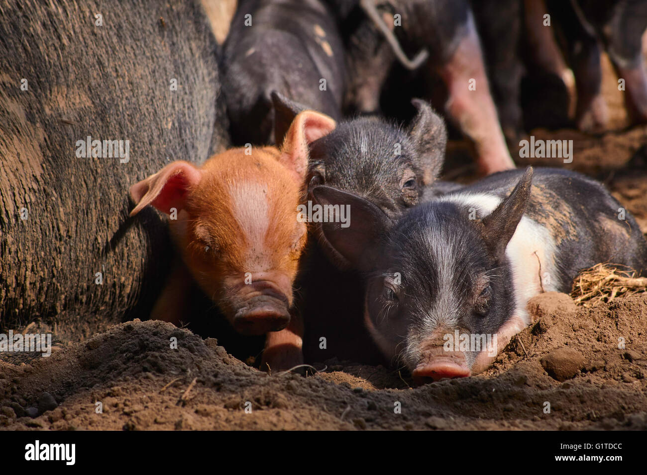 Mucky animal hi-res stock photography and images - Alamy