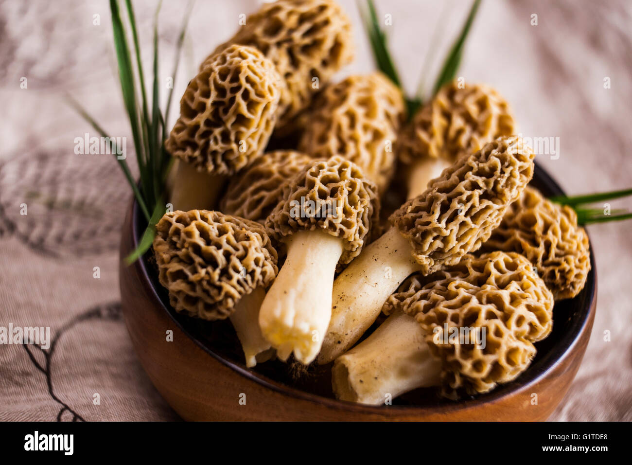 Fine cuisine, Morchella esculenta, (commonly known as common morel ...