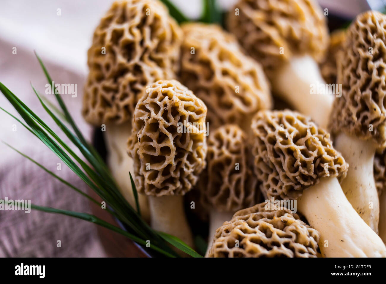 Fine cuisine, Morchella esculenta, (commonly known as common morel ...