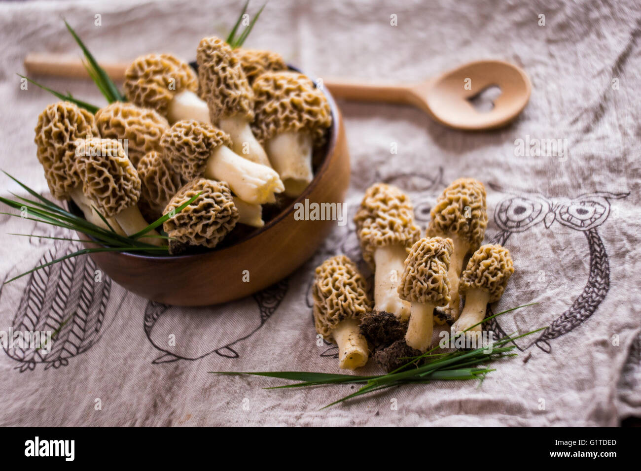 Fine cuisine, Morchella esculenta, (commonly known as common morel ...