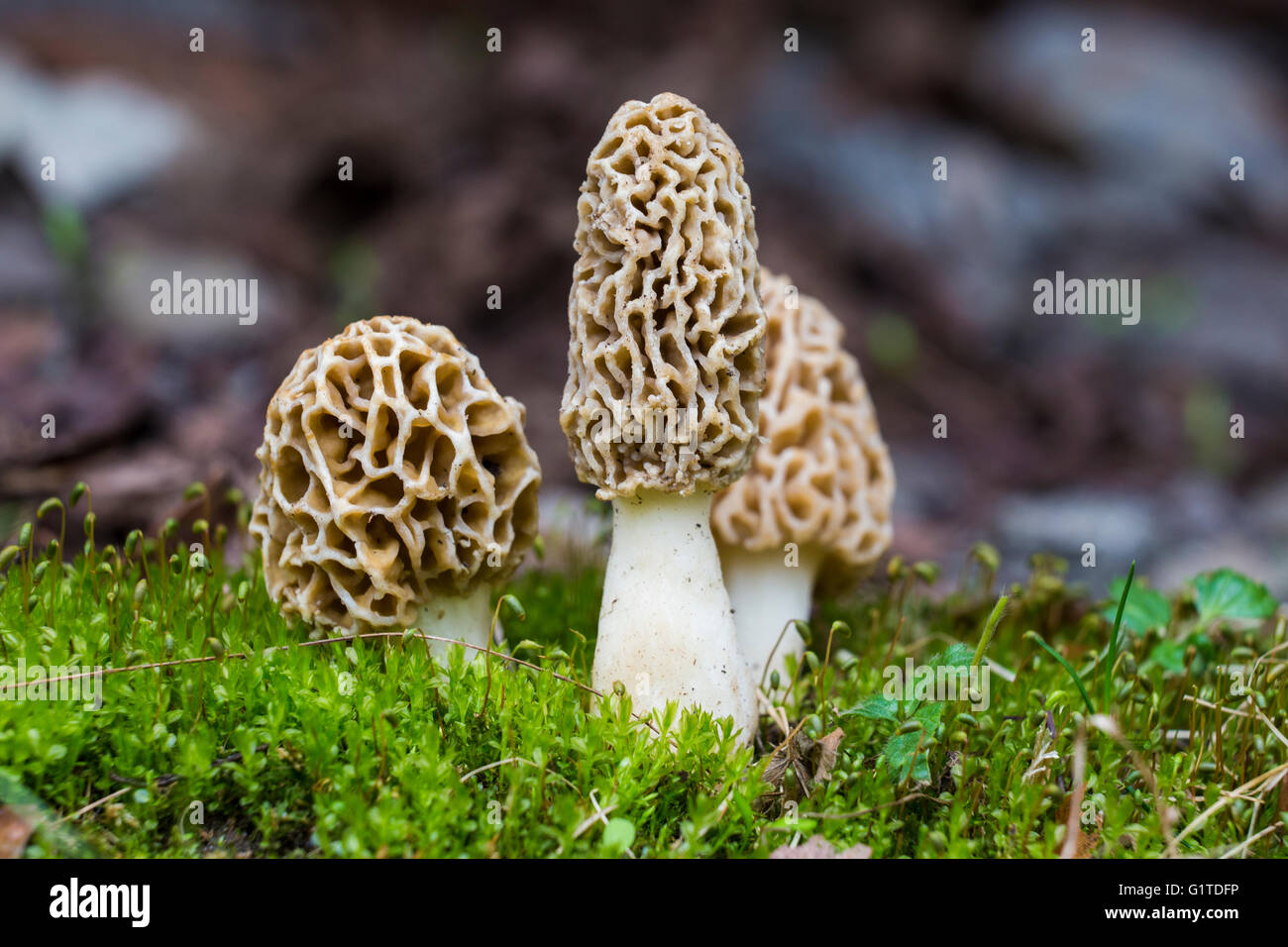 Morchella esculenta, (commonly known as common morel, morel, yellow ...