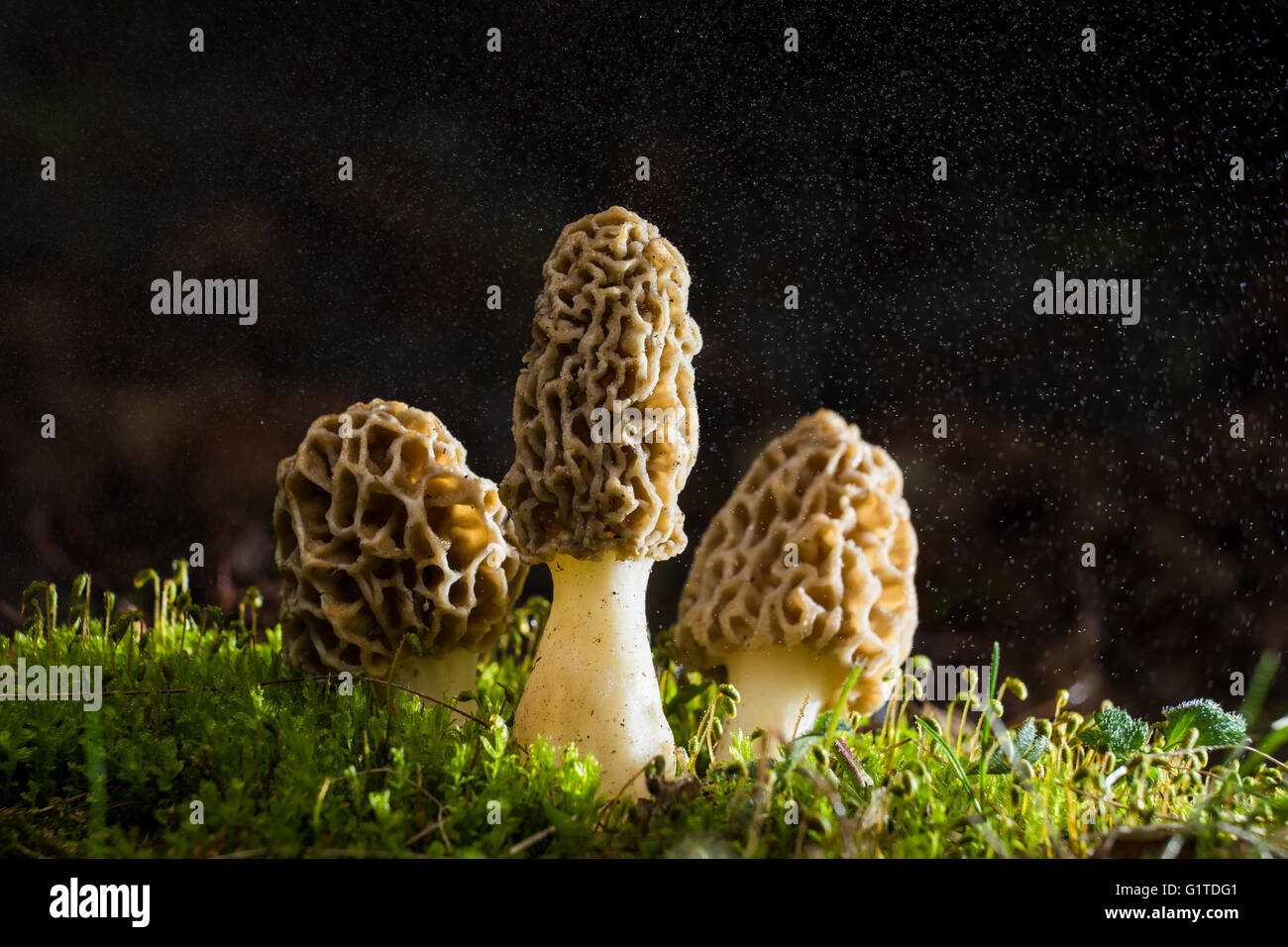 Morchella esculenta, (commonly known as common morel, morel, yellow ...