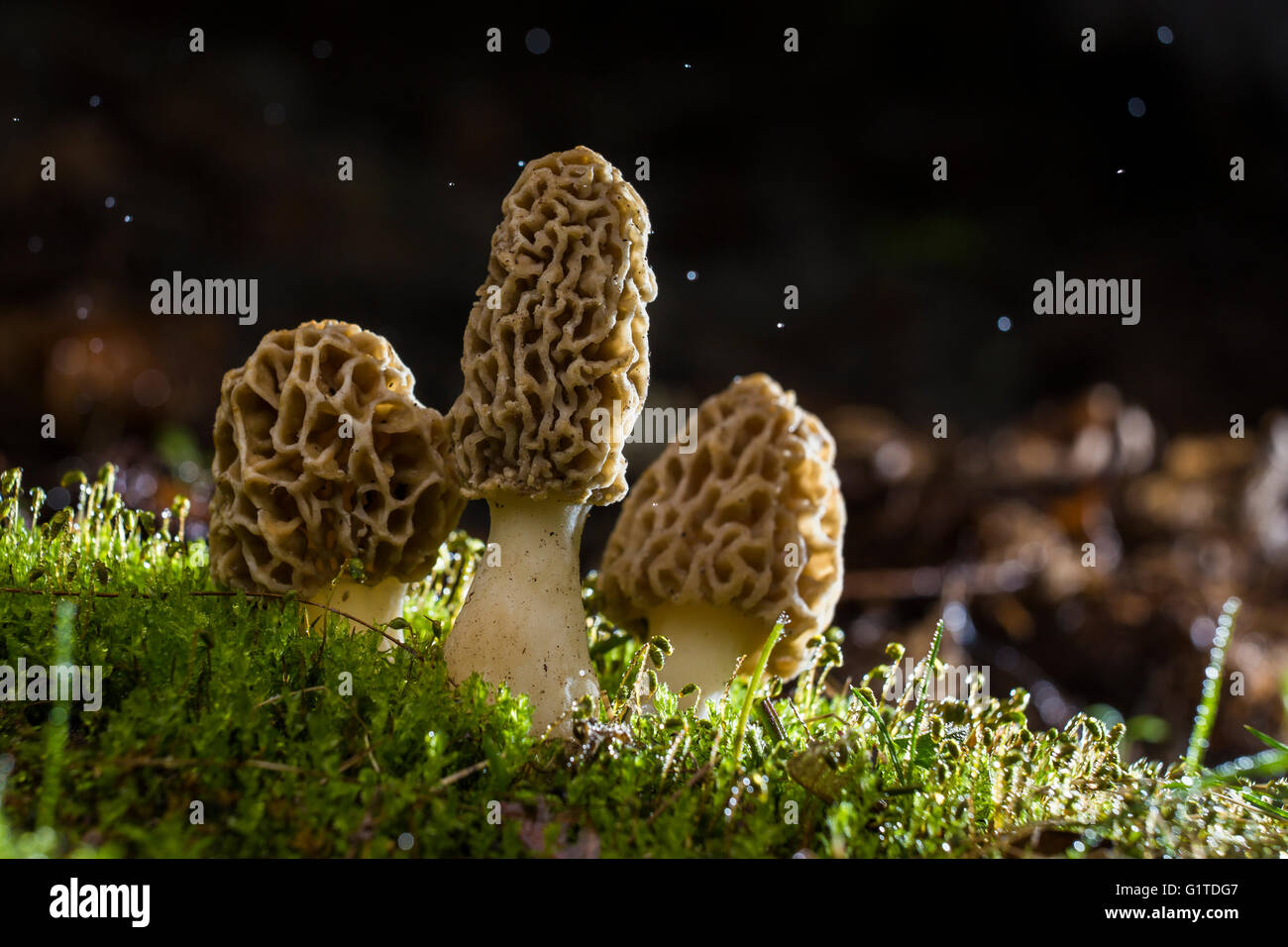 Morchella esculenta, (commonly known as common morel, morel, yellow ...