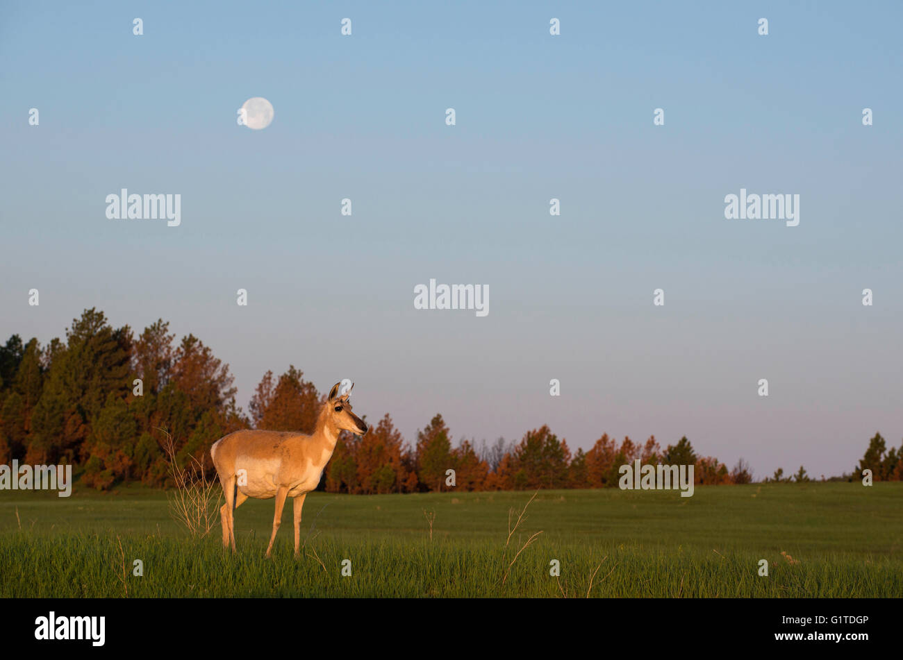 Pronghorn Antelope (Antilocarpa americana) full moon setting, Wind Cave ...