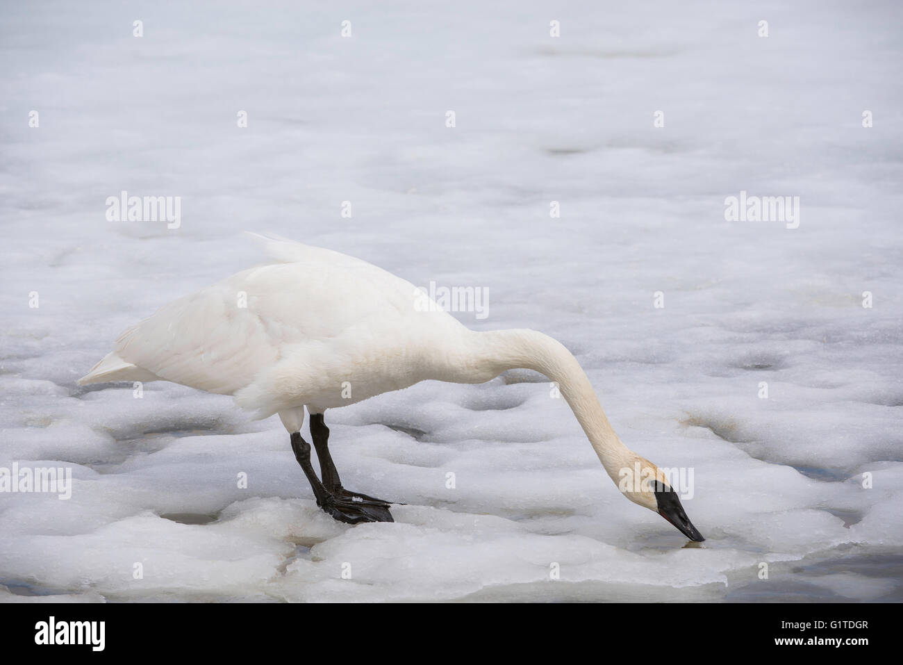 Life cycle of swans hi-res stock photography and images - Alamy