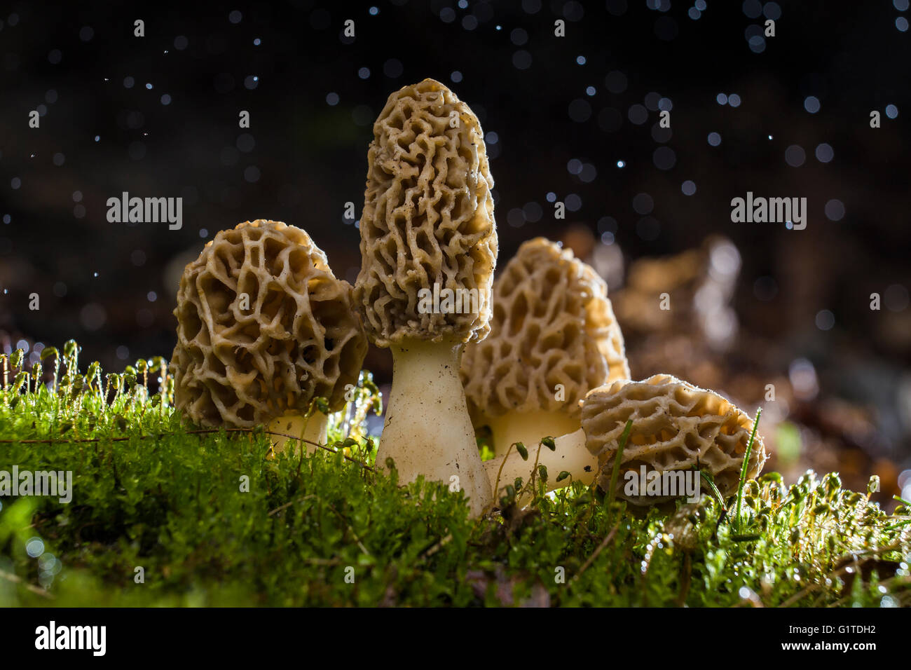 Morchella esculenta, (commonly known as common morel, morel, yellow ...