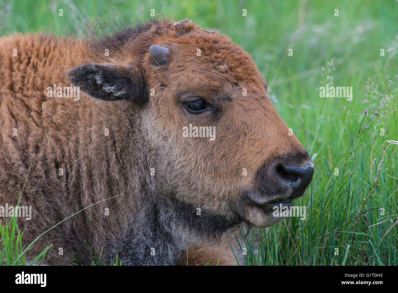 American Bison (Bison bison) calf resting, Fort Custer State Park, S ...