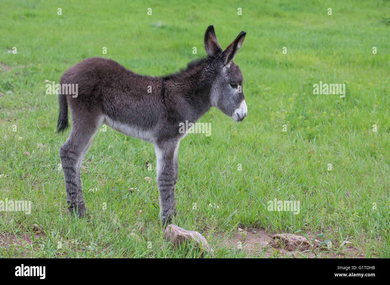 Young Wild Burro, (Equus asinus), Custer State Park South Dakota USA ...